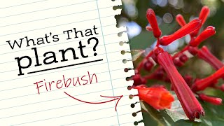 What's that Plant? Firebush!