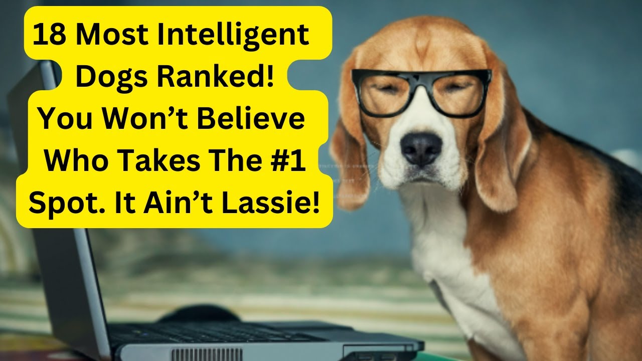 18 Most Intelligent Dogs: Ranked! - YouTube