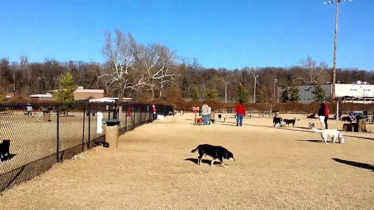 Dogs Running (Joe Station Bark Park, Tulsa Oklahoma, USA, 1/12/2014 ...