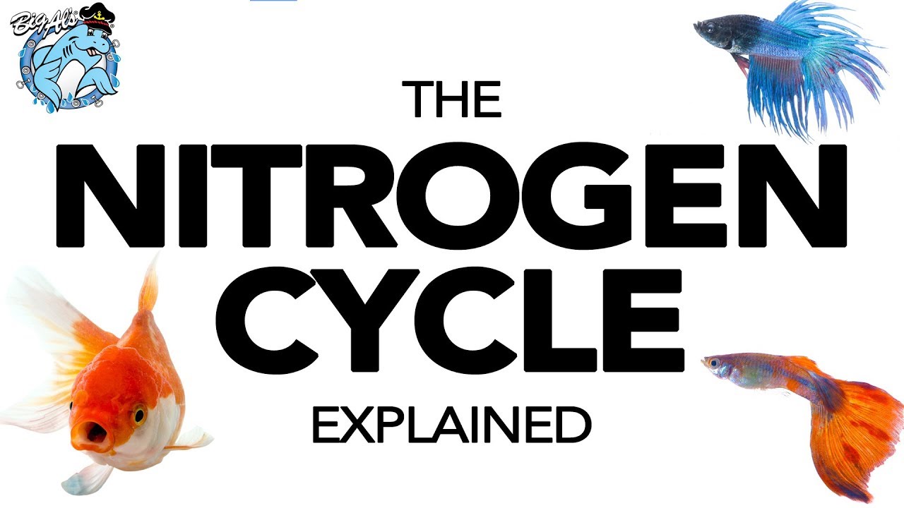 What is the Nitrogen Cycle (and How Does it Work)? | BigAlsPets.com ...