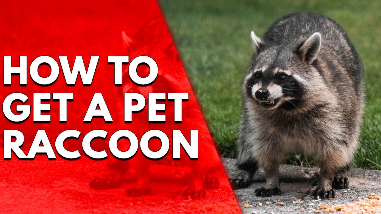 How to Get a Pet Raccoon: Expert Tips! - YouTube