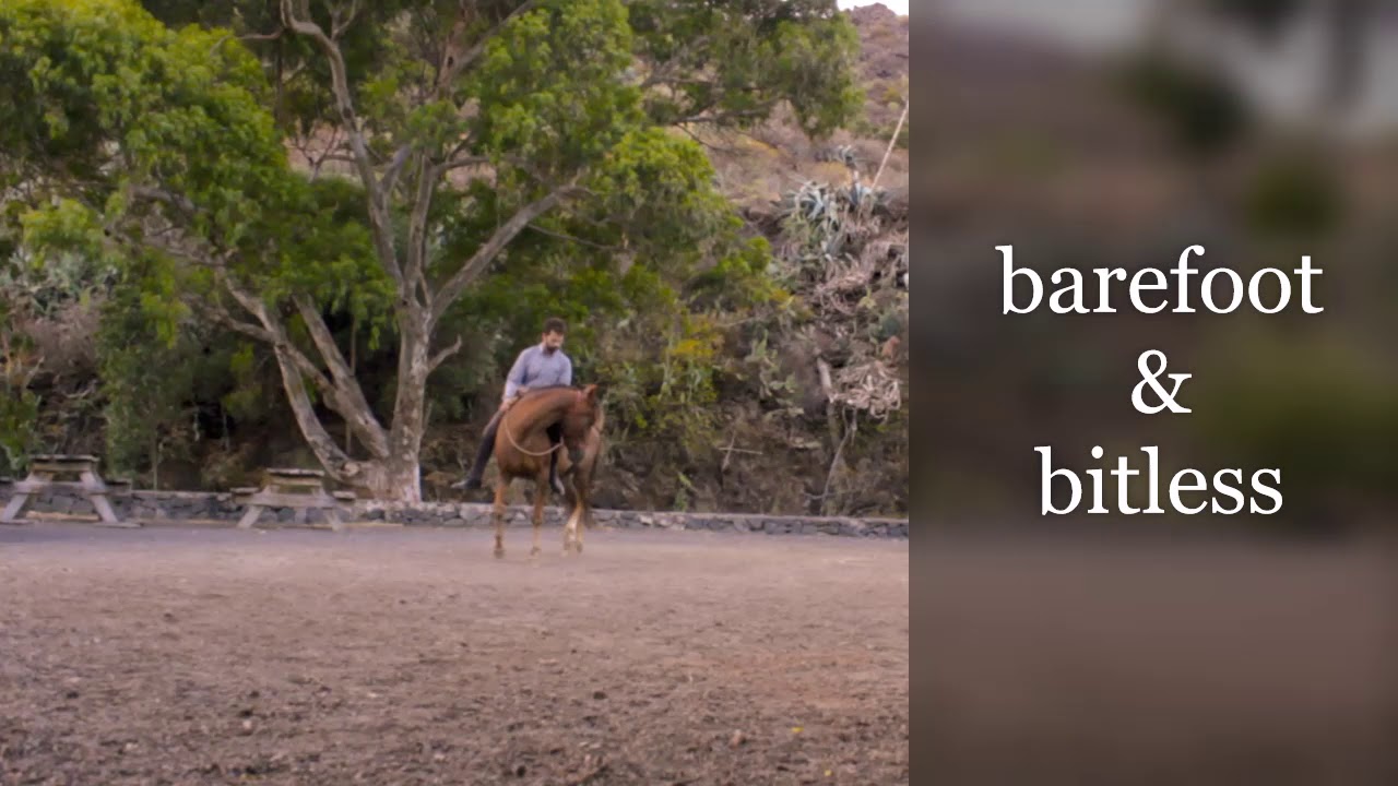 Tosca barefoot bitless bridleless horse riding - YouTube