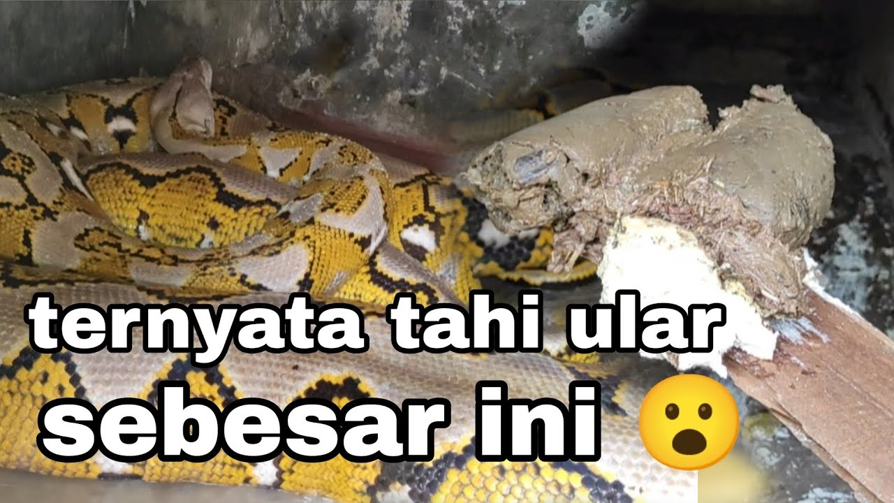 seperti ini tahi ular !! - YouTube