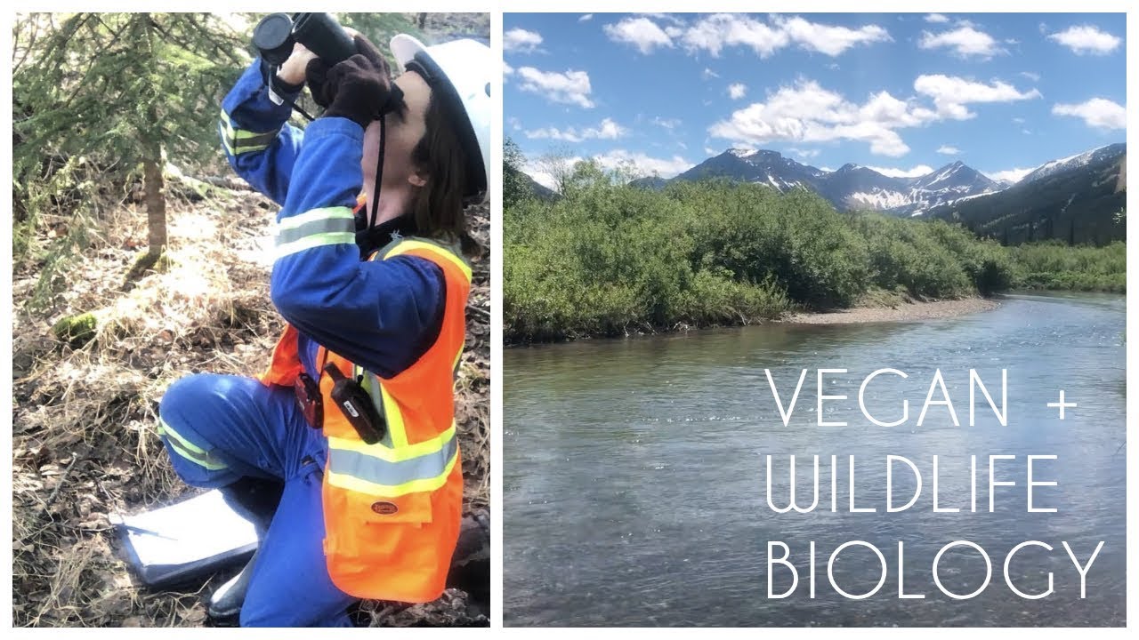 Day in my wildlife biologist life & vegan food! - YouTube