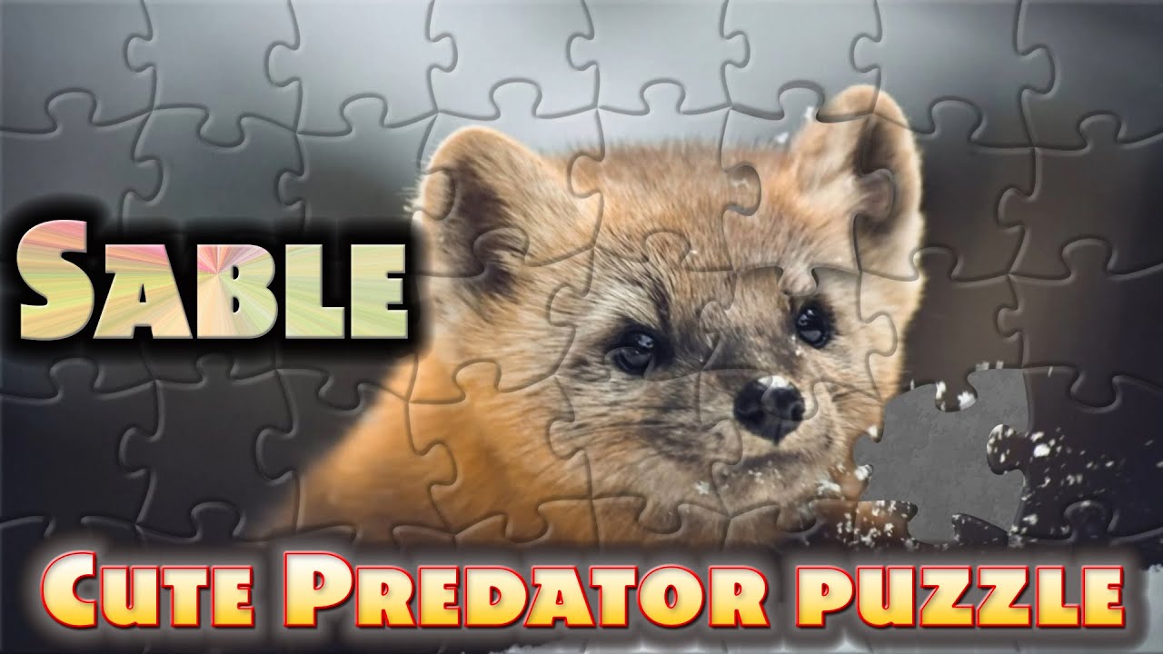 Sable - クロテン - Zobel - 黑貂 - Animals puzzle | WAP Puzzle - YouTube