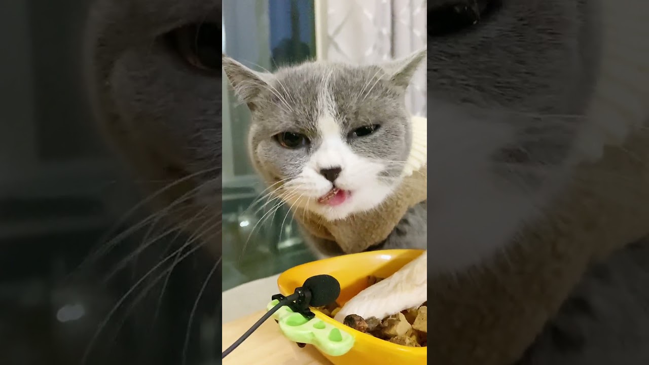 Smart Cat,Cat Eating, Asmr Cat 10 - YouTube