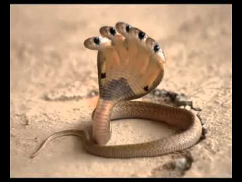 A la caza de la culebra Cuatro narices | Doovi