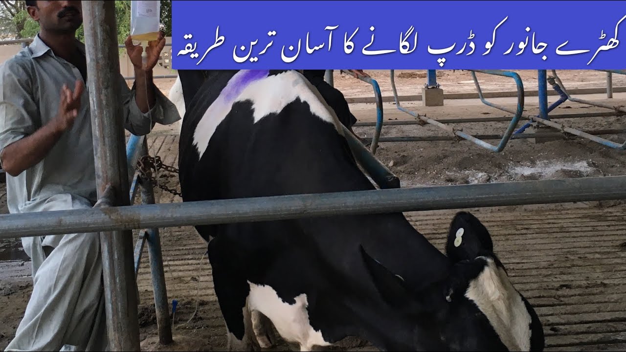 Intravenous/IV Therapy in a cow in standing position - YouTube