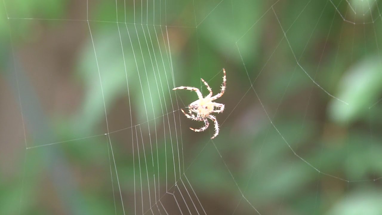 Spider Spinning a Web - YouTube