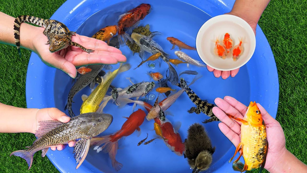 Crocodile Tiger Fish Betta Ping Pong Catfish Goldfish Angelfish Koi ...