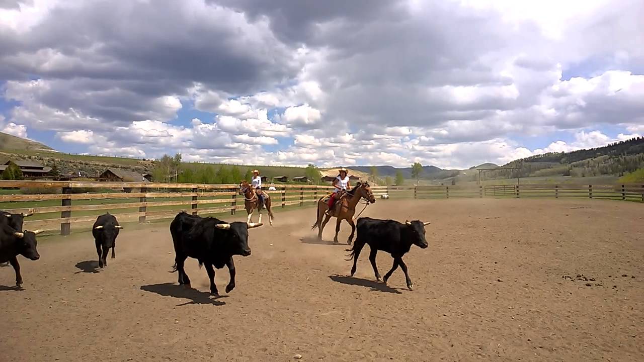 Team penning at Goosewing Ranch - YouTube