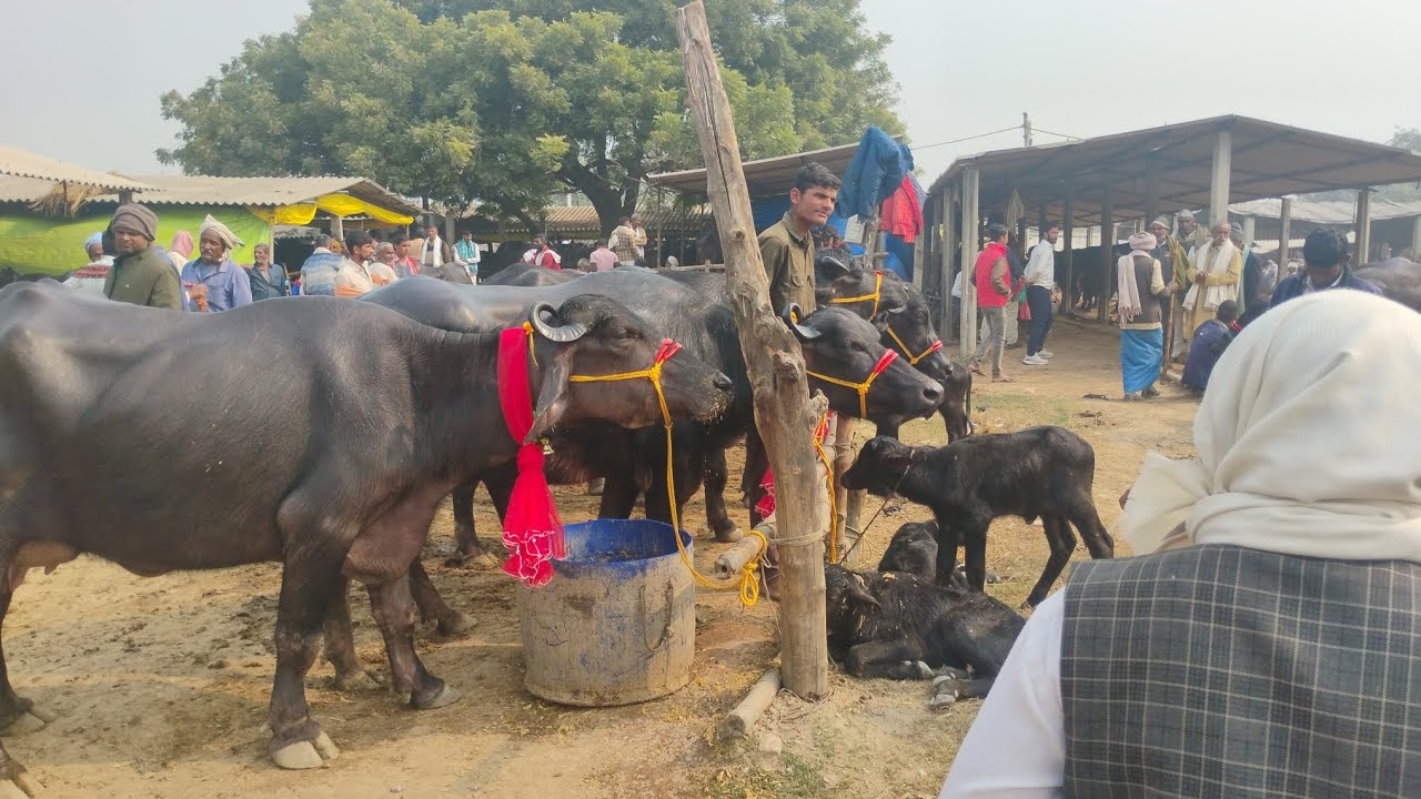 पशु मंडी दिलदार नगर में तीन bhaish बहुत jabajast lxyadav black loverb ...