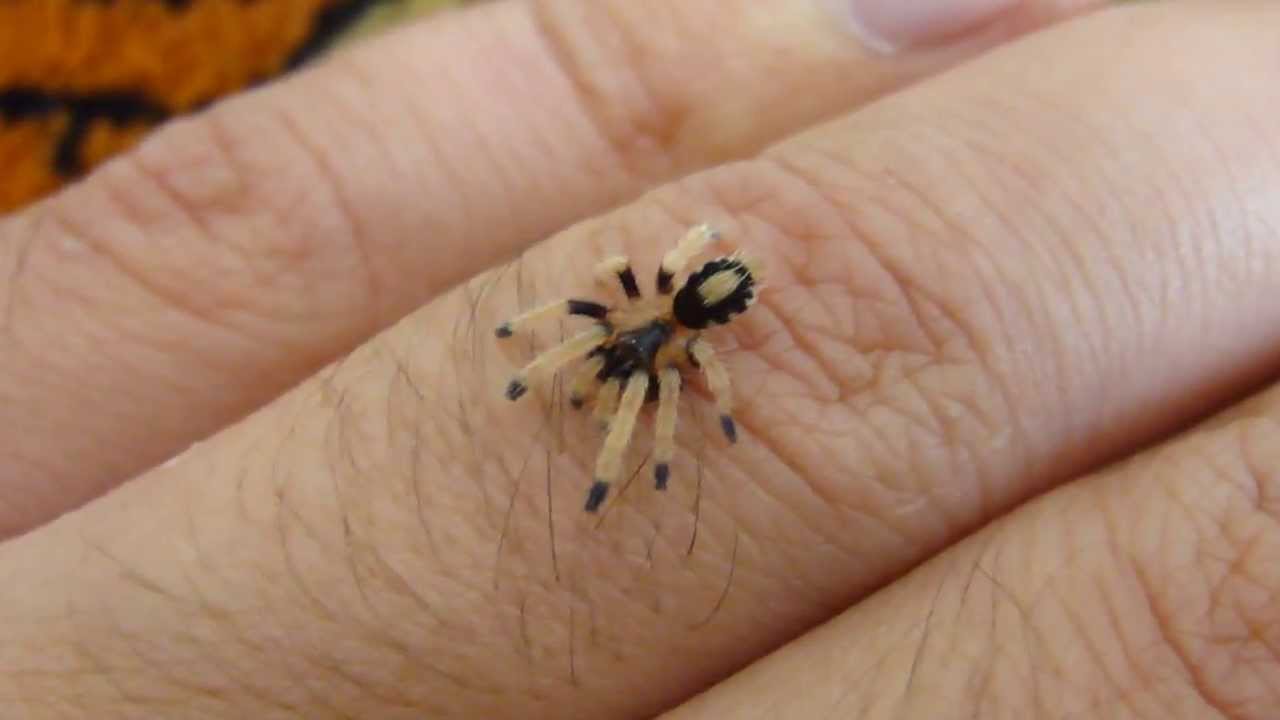 Dwarf tarantula - Cyriocosmus ritae - YouTube