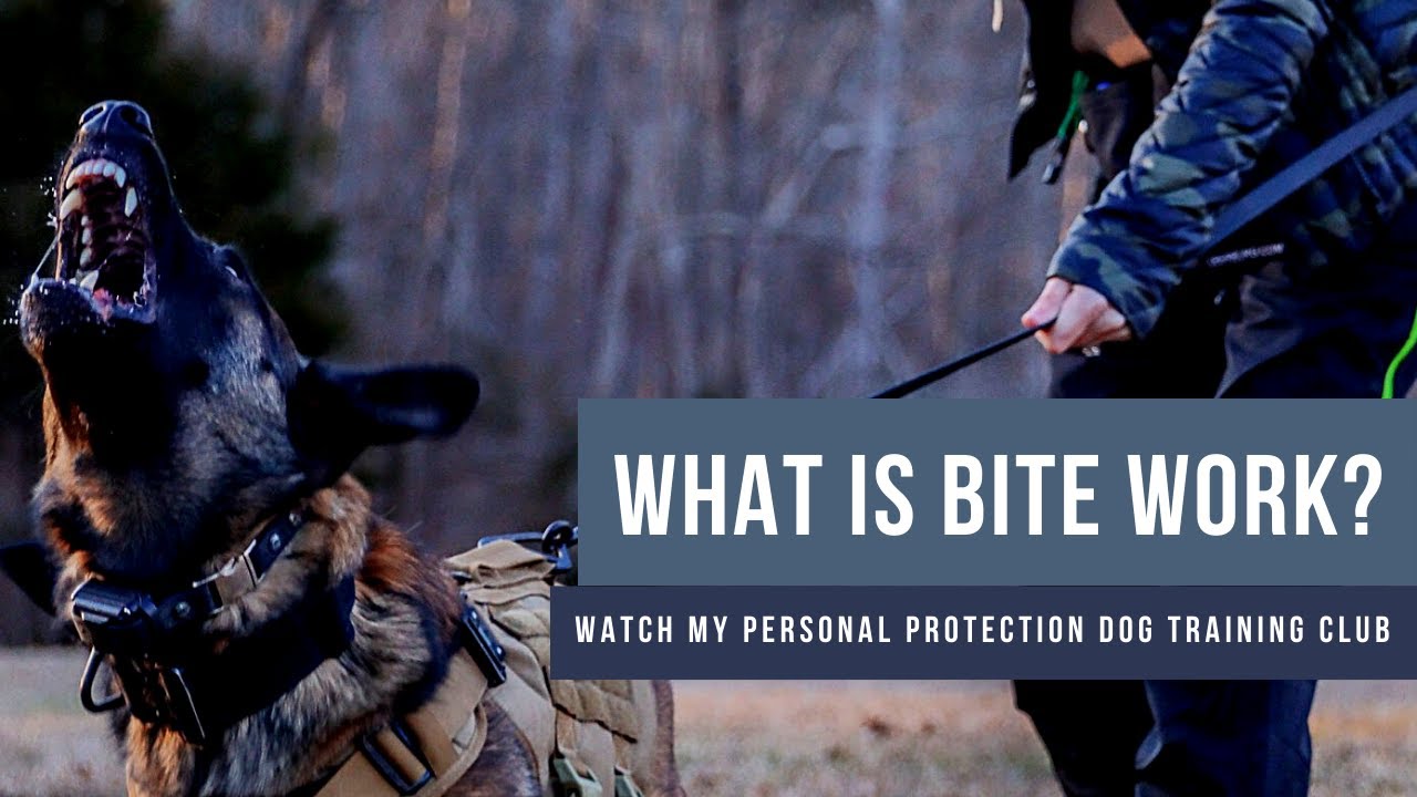 What Is Bite Work For Dogs Join Me For Personal Protection Training what-is-bite-work-for-dogs-join-me-for-personal-protection-training
