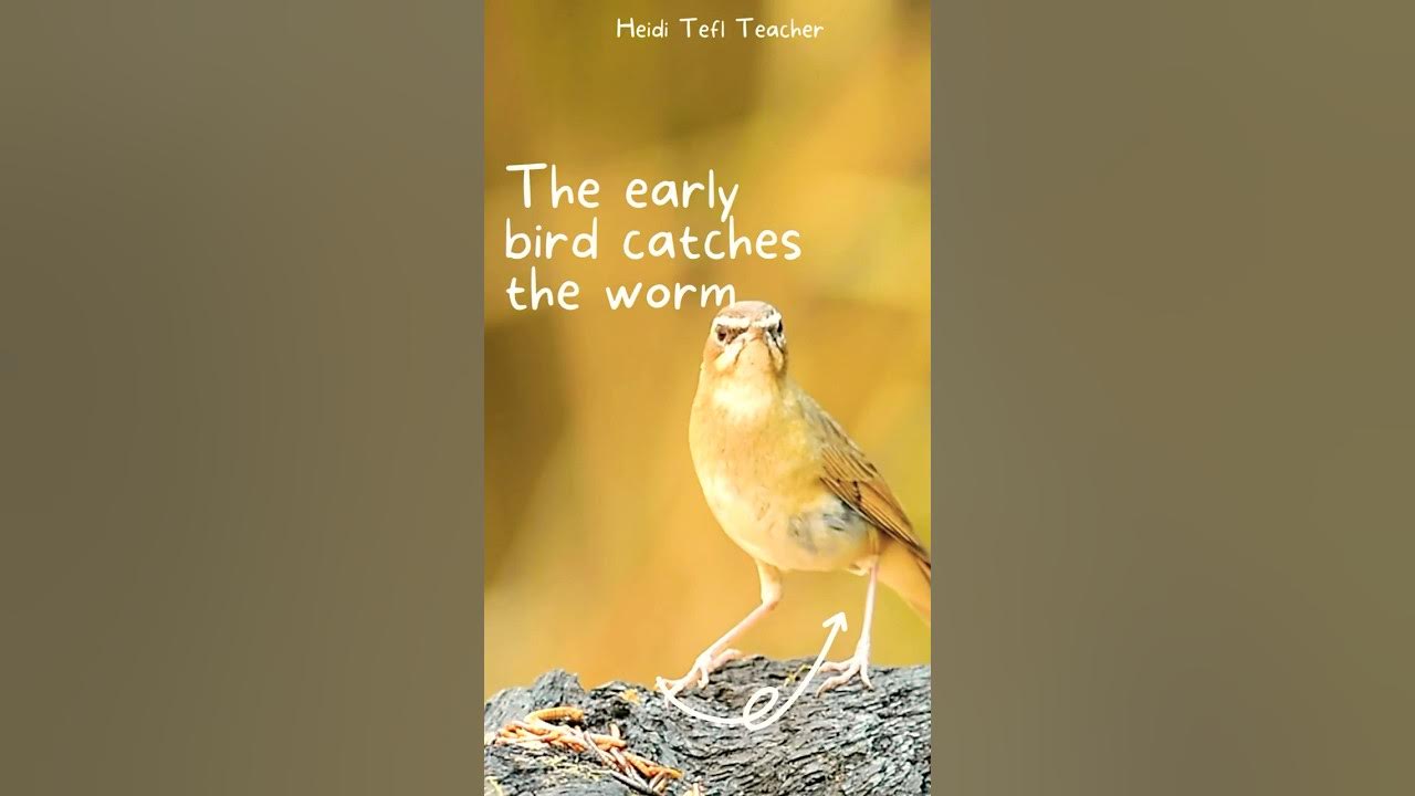 The early bird catches the worm - English Idiom Explained for ESL ...
