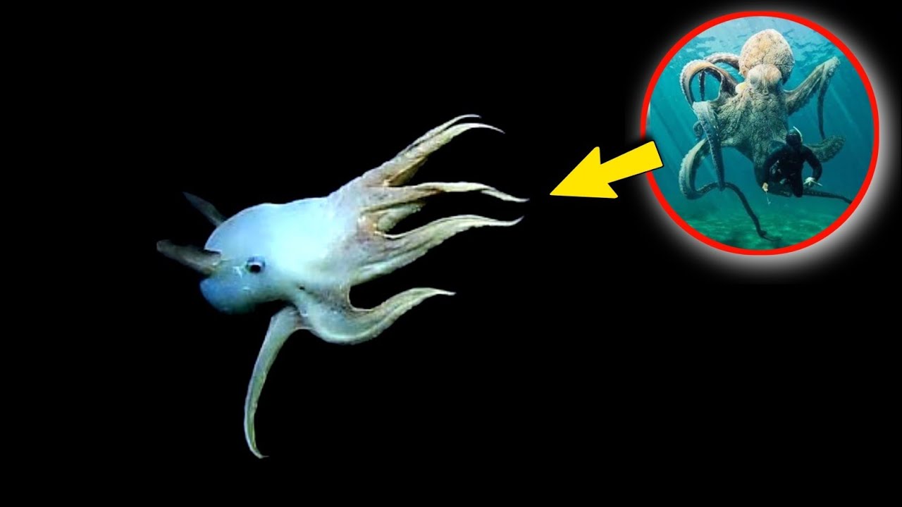 Rare Deep-Sea Discovery Researchers Capture Enchanting Dumbo Octopus ...