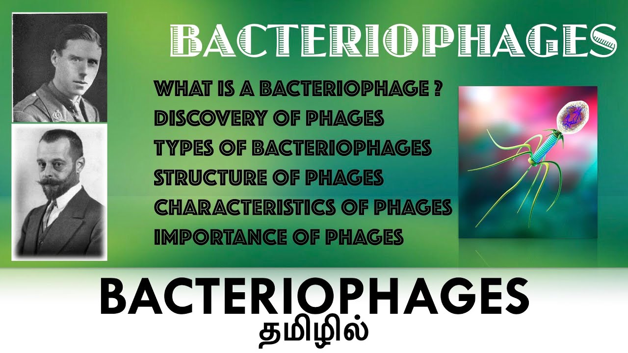 Bacteriophage / Discovery / its types, Characteristics, Structure and ...