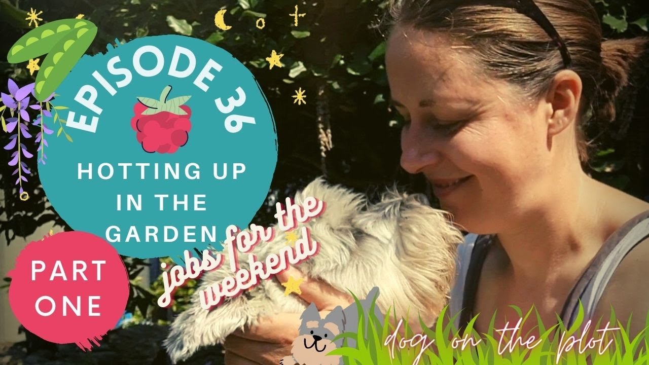Ep36, Part 1 (Saturday): HOT June weekend in the garden | Planting out | Phacelia and comfrey ...