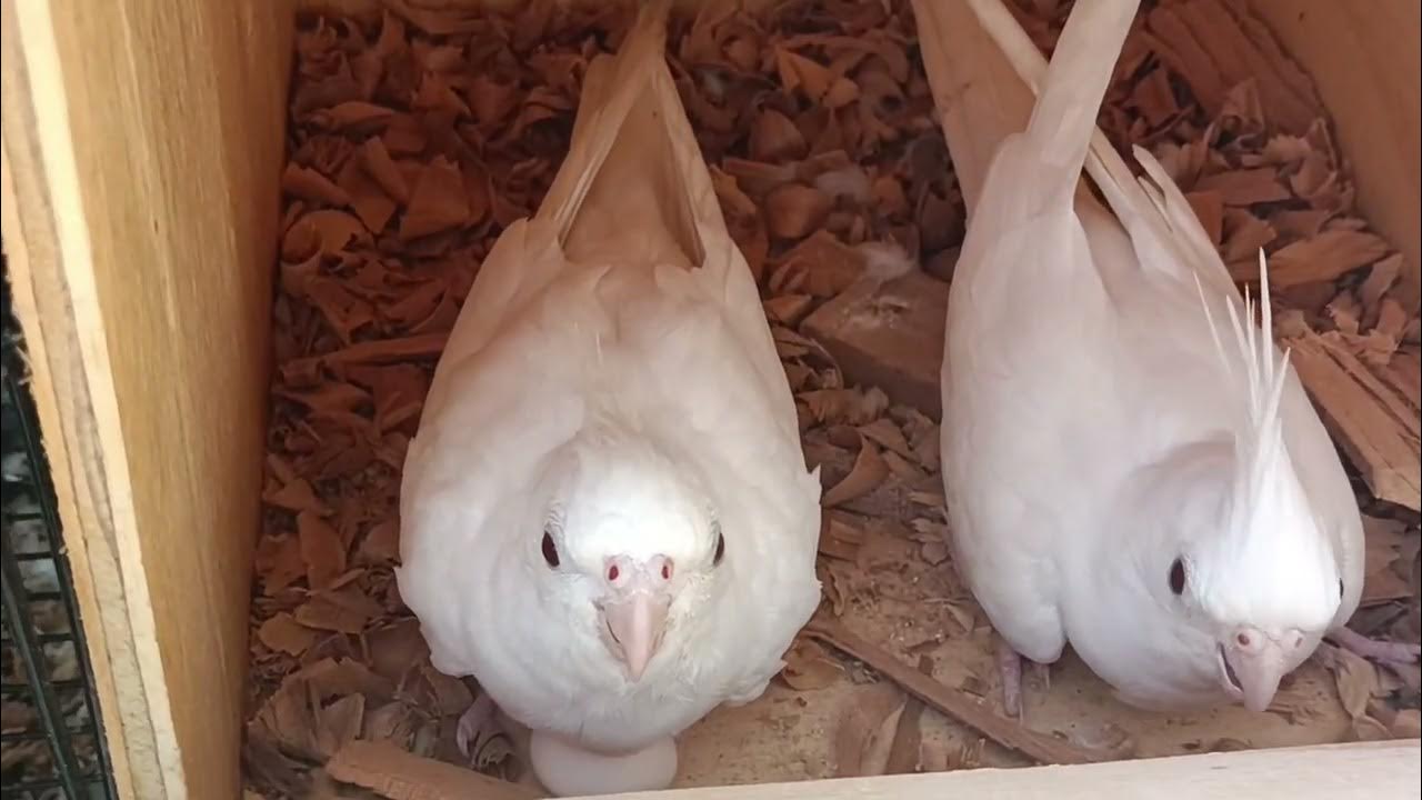 Cocktail Albino Breading Pair Available Loc Vijayawada Call 8639019705 Youtube