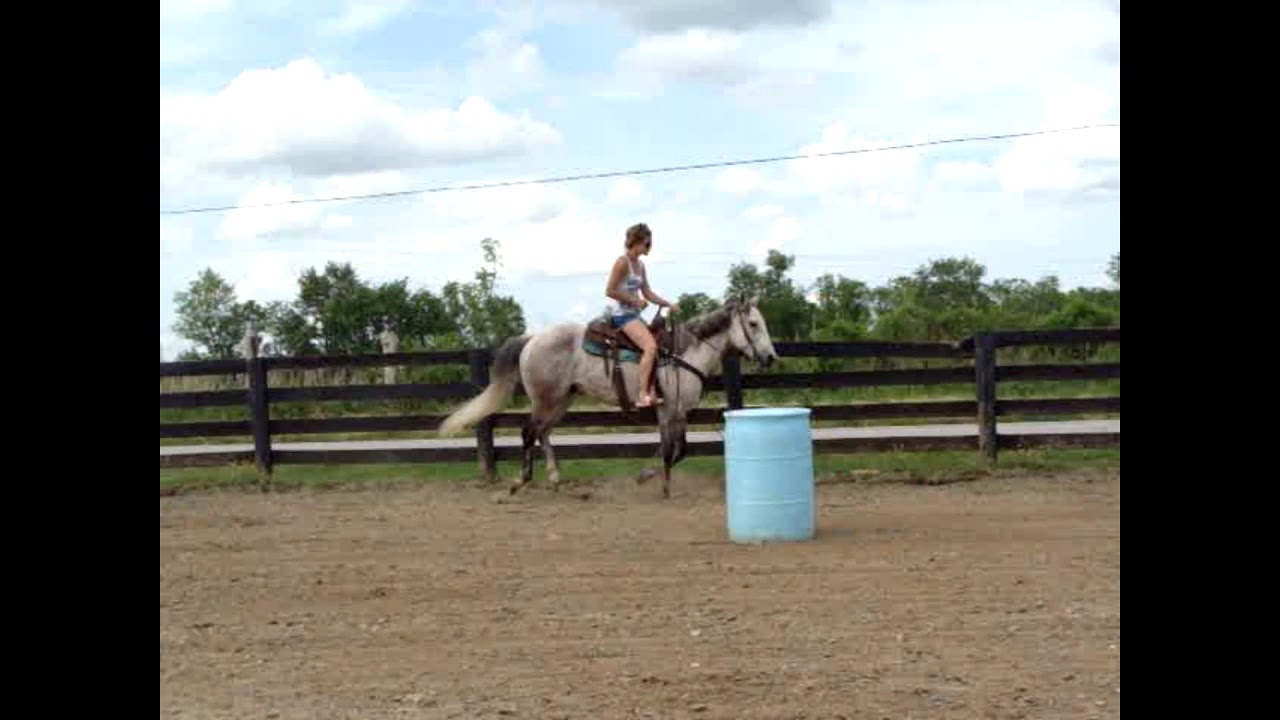 AN OWN SON OF PLAYGUN, 2009 AQHA GRAY GELDING, TEAM ROPE, RANCH WORK ...