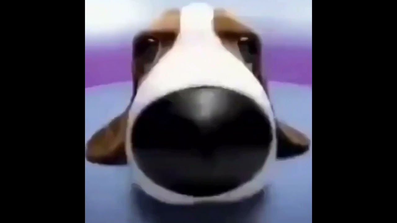 Stan Twitter: Dog turns around and stares intensely - YouTube