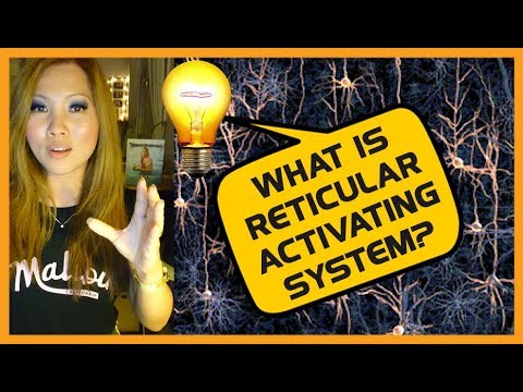 Reticular Activating System (How To Use It To Get What You Really Want ...