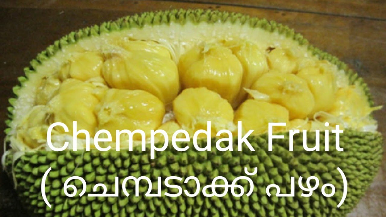 Chempedak Fruit Plants ( ചെമ്പടാക്ക് ) - YouTube
