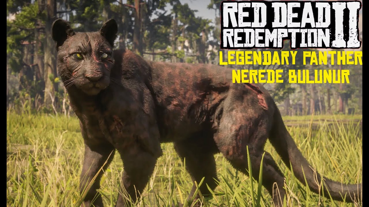 RED DEAD REDEMPTİON 2 - LEGENDARY PANTHER NEREDE VE NASIL AVLANIR - YouTube
