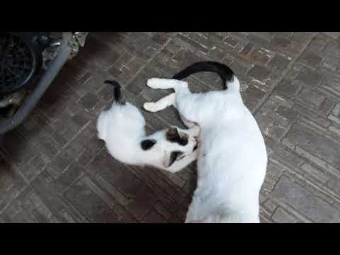 Giflox kucing sama kucing kecil lagi nenen