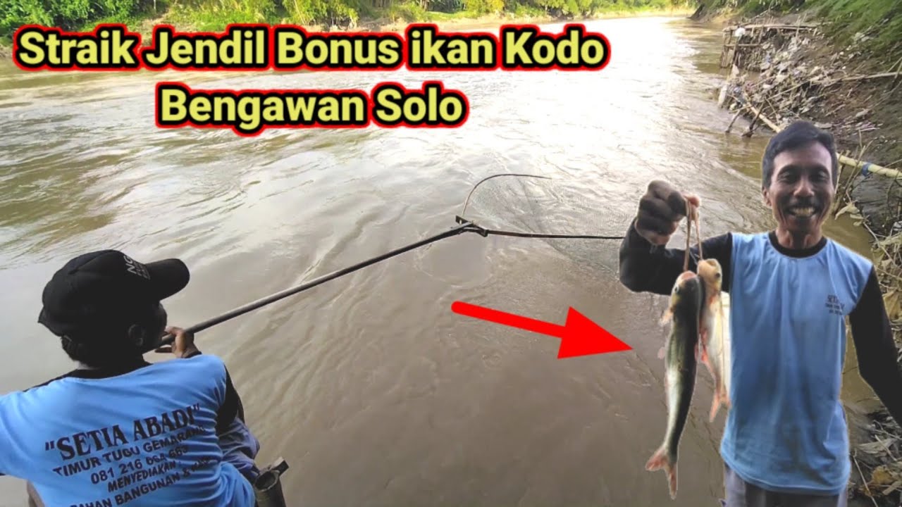 Pladu Bengawan solo, Banjir ikan jendil dan wagal saat bengawan solo ...