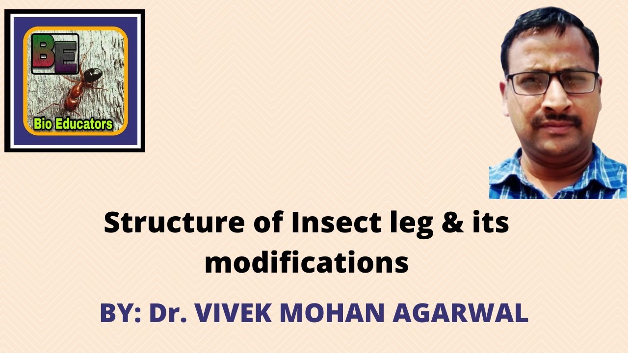 Insect leg: Its structure & modifications - YouTube