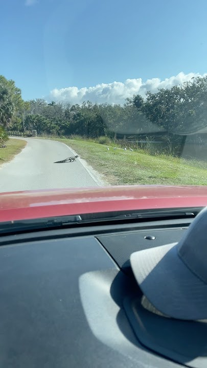 TOP SPEED! Just how fast can an alligator run🐊. . #needforspeed # ...