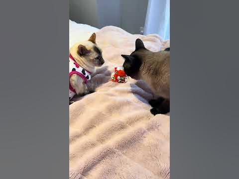 Siamese cat tackles mommy over catnip pouch #cat #siamese #funny - YouTube