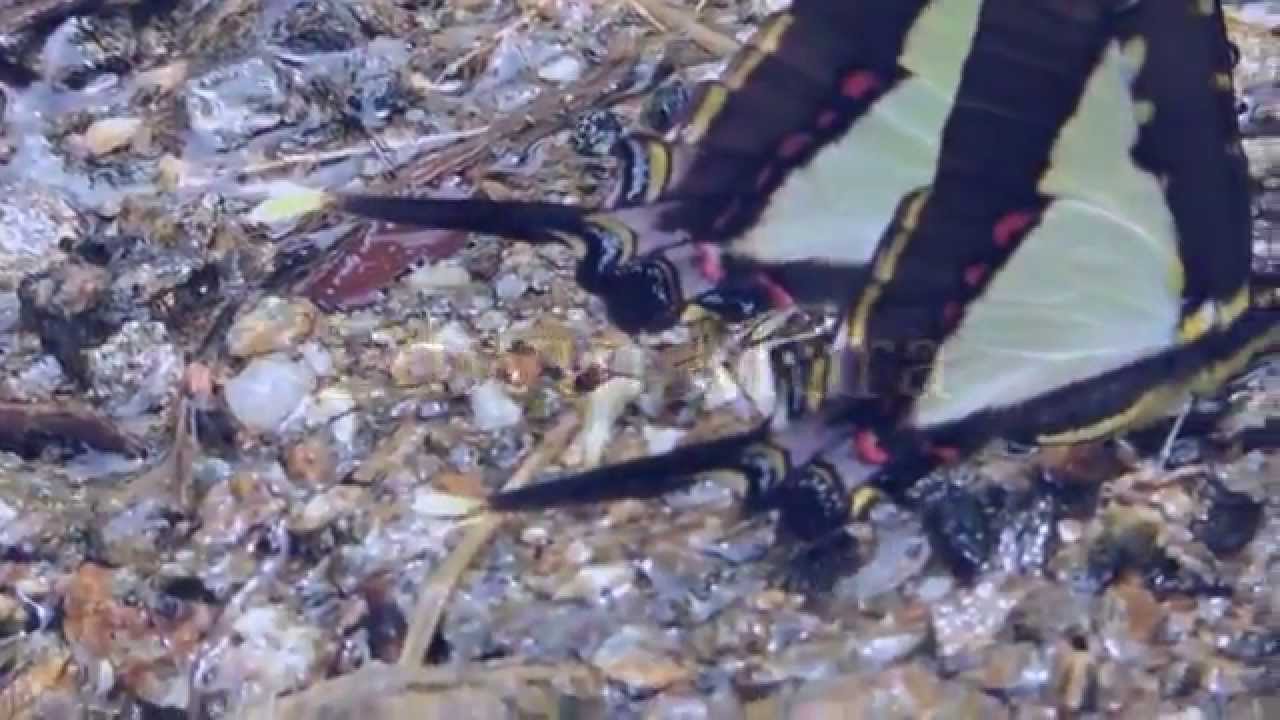 Mariposas de Venezuela - Mariposas de Barinas - Mariposa Protographium dioxippus marae - YouTube