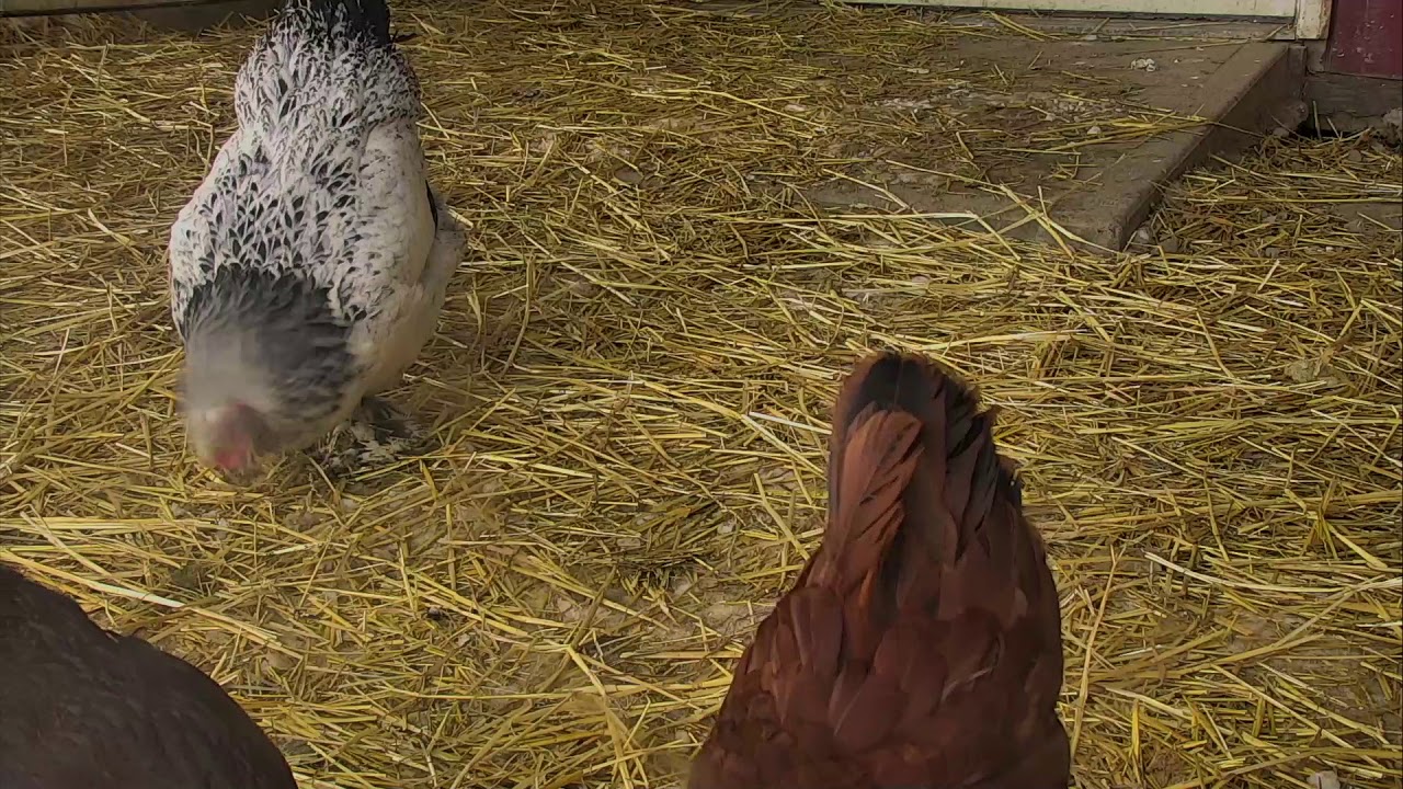 Turkey Barn Cam 03-10-2018 07:09:20 - 08:09:21 - YouTube