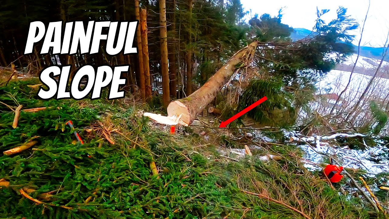 Challenging Slope: Large Spruce Felling With Stihl 362 - YouTube