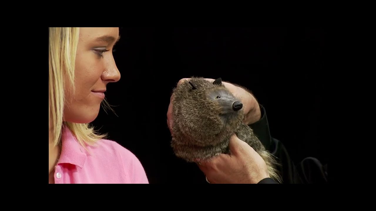 Original Rocky Raccoon - YouTube