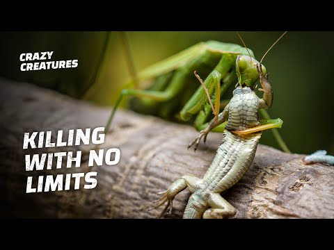 How Do Praying Mantises Kill Their Prey