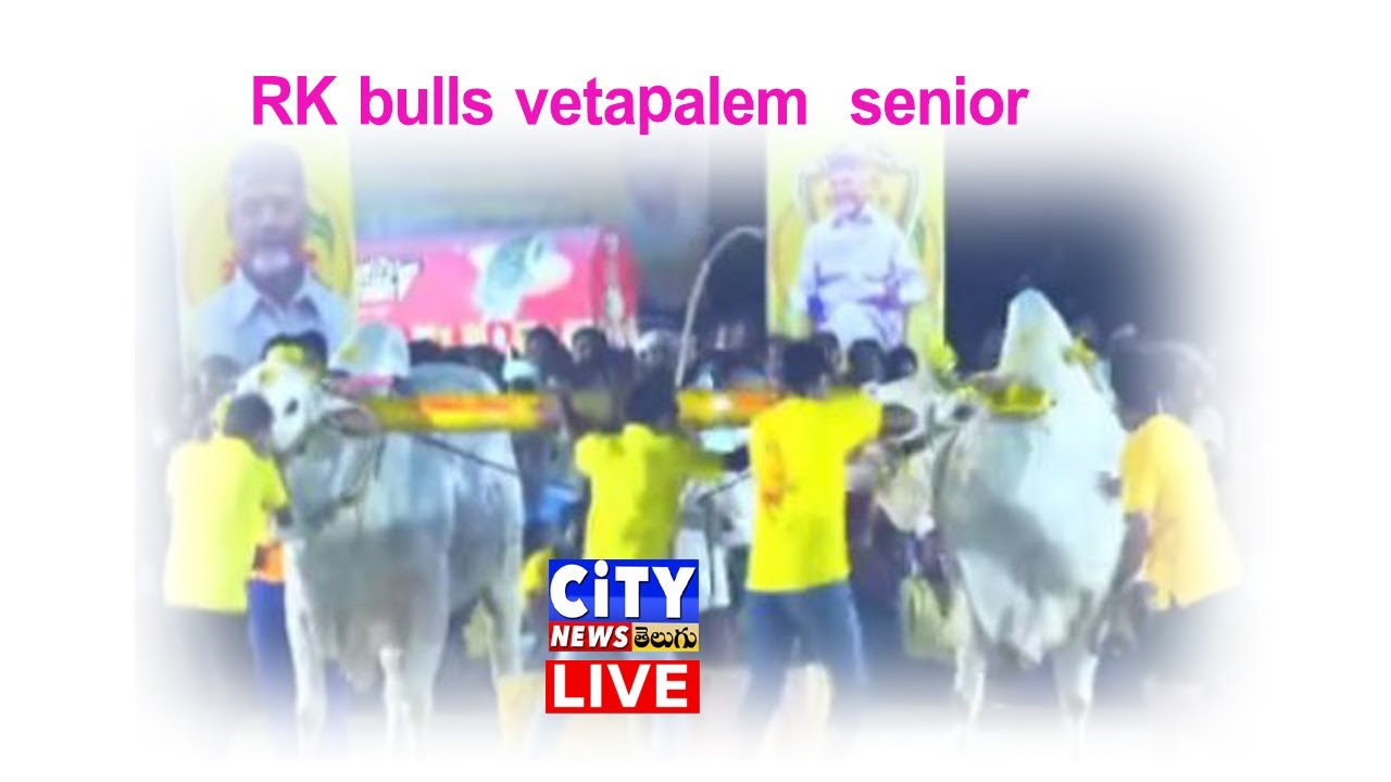 RK bulls vetapalem senior bulls LIVE -- VELPURU - YouTube