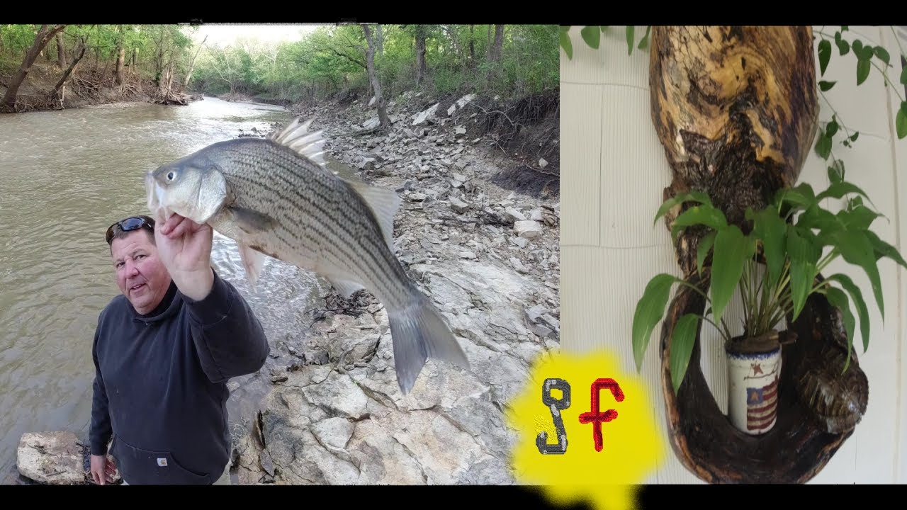 Big HYBRID/WIPER fishing with ultra light tackel, Buffalo fish Bonus ...