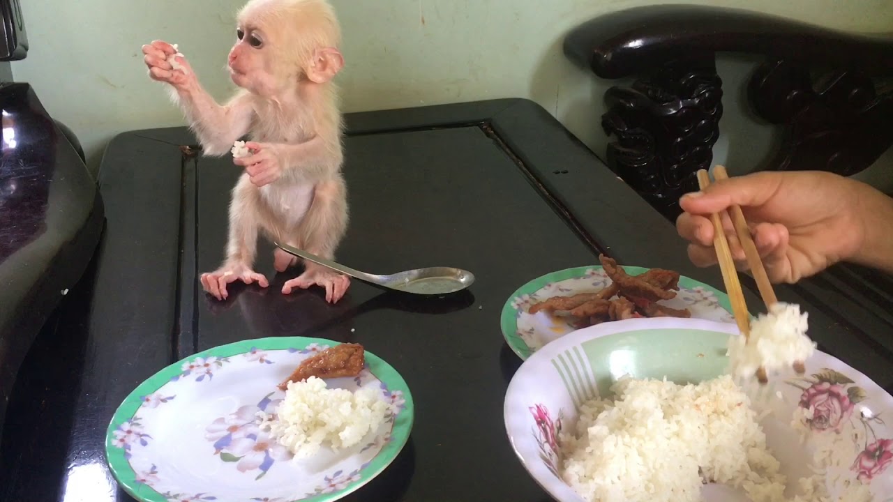 Monkeys and humans eat rice, how do they eat? - YouTube