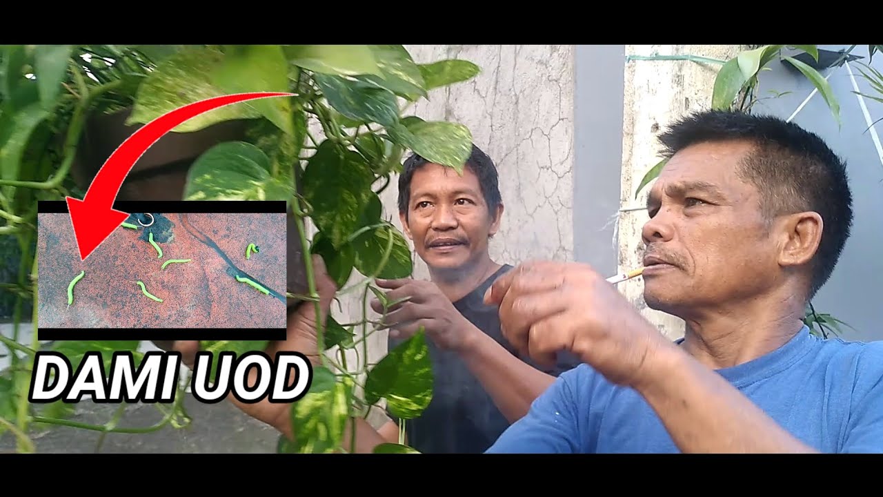 PESTE SA HALAMAN #Worms #uod #Greenworms - YouTube