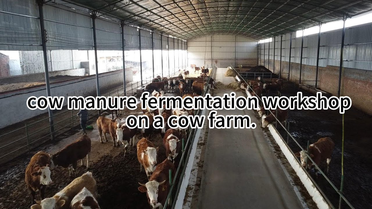 Cow dung fermentation - YouTube