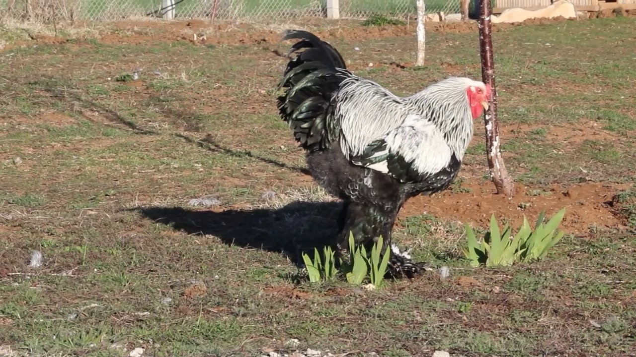 Brahma Silver Partridge (Dark) 2019 - YouTube