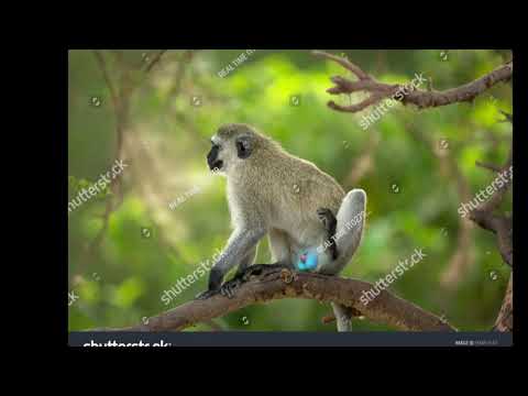 Why Are Vervet Monkey Balls Blue