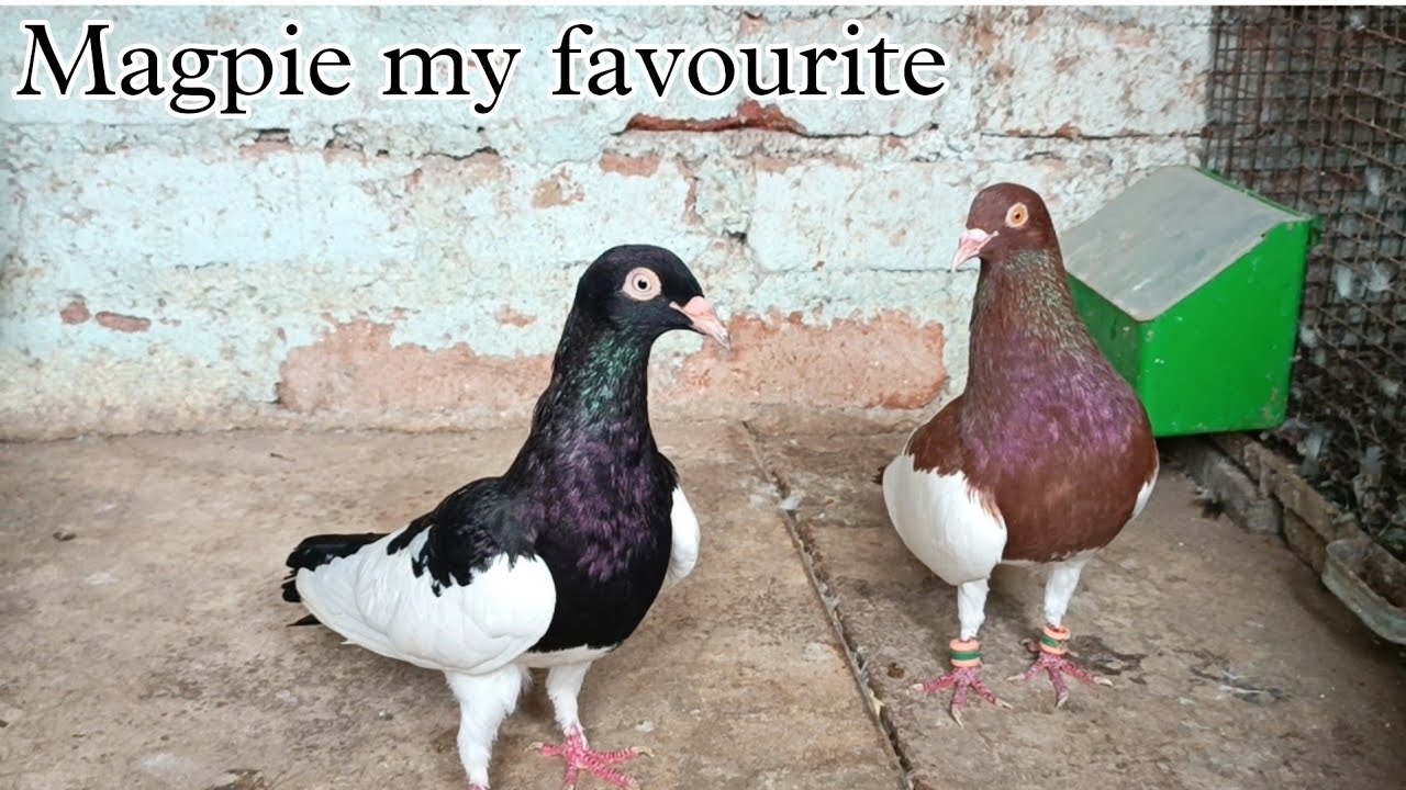 Magpie breeding pair - YouTube