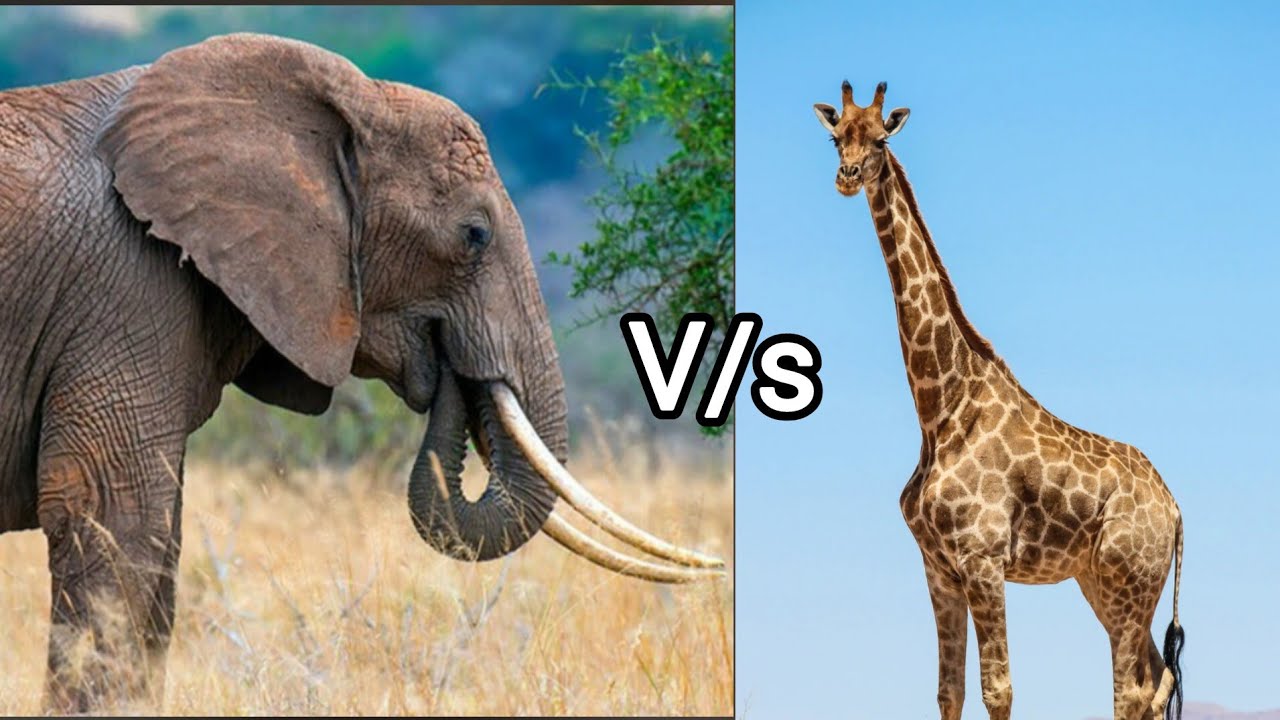 elephant vs Giraffe - YouTube