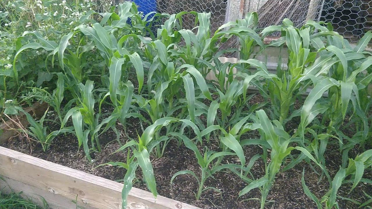 Preparing A Garden Bed For Corn - YouTube