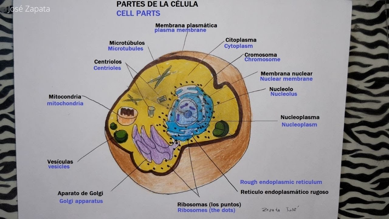 Partes De Una Célula Partes De La Célula: Cuáles Son Y Sus