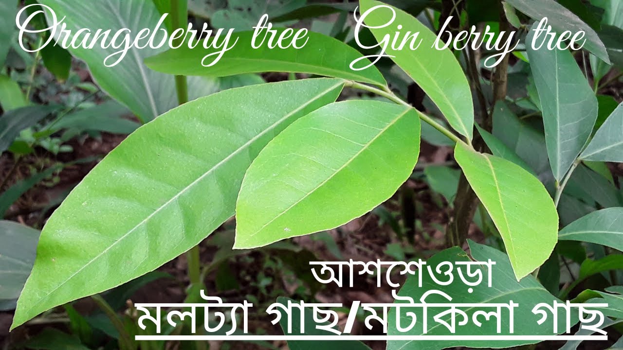 মলট‍্যা গাছ|মটকিলা গাছ|আশশেওড়া|Orangeberry tree|Gin berry tree ...